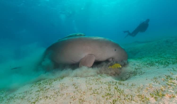 Dugongo | Il mammifero acquatico dalle abitudini vegetariane